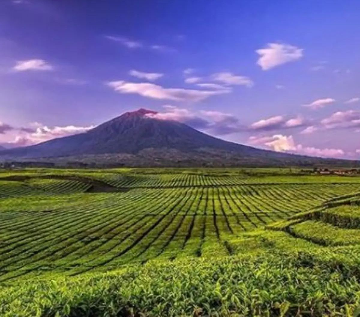 Sejarah Kebun Teh Kayu Aro Jambi, Perkebunan Tertua di Indonesia Sejak ...