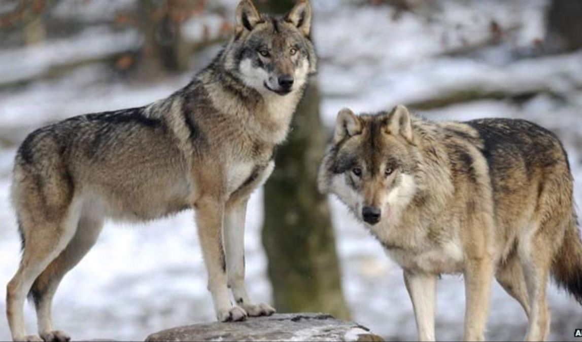 Terungkap, Ternyata Begini Cara Serigala Bekomunikasi Satu sama Lain ...