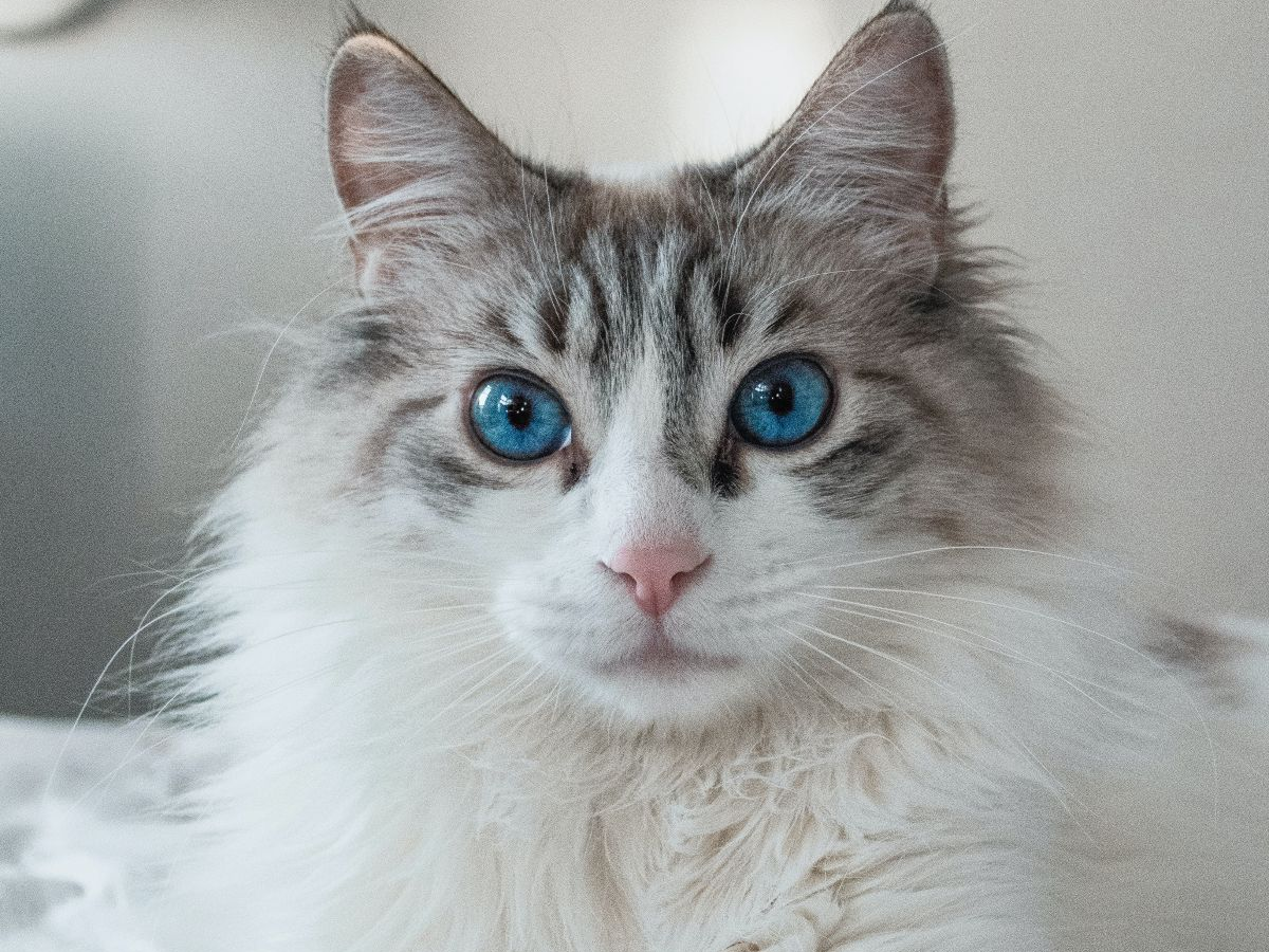 Penyebab Scabies Kucing dan Cara Mengobatinya, Perlu Diketahui