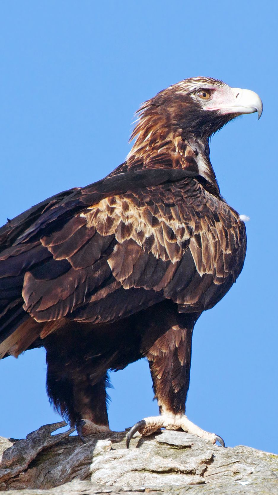 9 Elang Terbesar di Dunia, Bentangan Sayapnya Ada yang Lebih dari 2,5 Meter