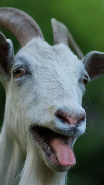 25 Kata Kata Lucu Kurban Idul Adha Bikin Ngakak Dan Hari Rayamu Makin Seru Id