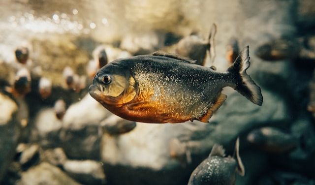 5 Fun Facts About Piranhas You That You Never Know | trstdly.com