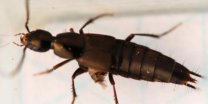 Pakar: Serangan Tomcat akibat perburuan tokek | merdeka.com