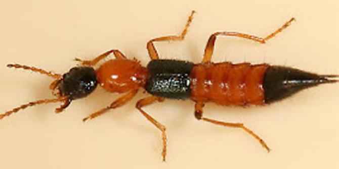 Tomcat bisa dimusnahkan dengan obat nyamuk semprot | merdeka.com