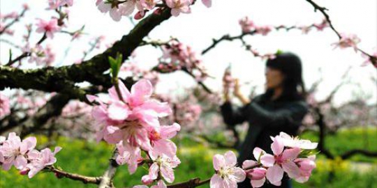 5 Festival bunga terbaik di dunia | merdeka.com