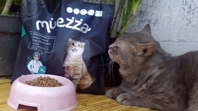 10 Tips unik perawatan kucing | merdeka.com