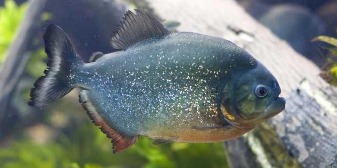 Pelihara ikan piranha di rumah, berani? | merdeka.com
