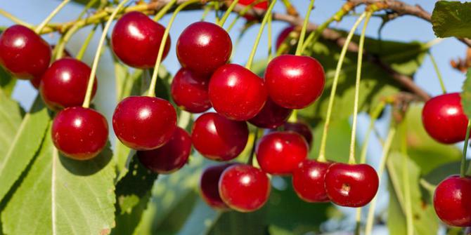 7 Khasiat buah ceri bagi kesehatan tubuh Anda | merdeka.com