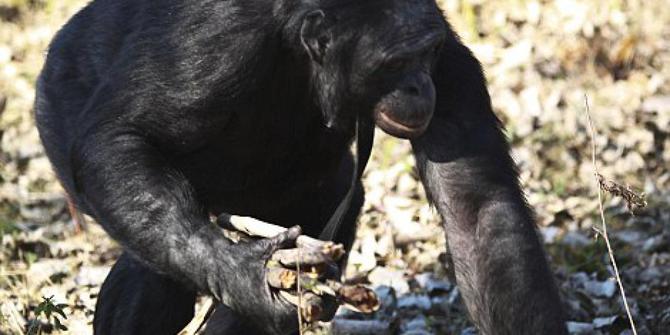 Simpanse ini bisa berbicara dan membuat alat pertukangan | merdeka.com