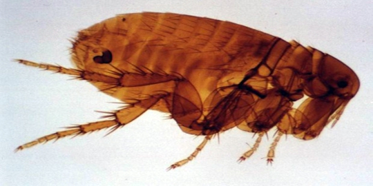 6 Parasit menjijikkan yang sering masuk ke tubuh manusia | merdeka.com