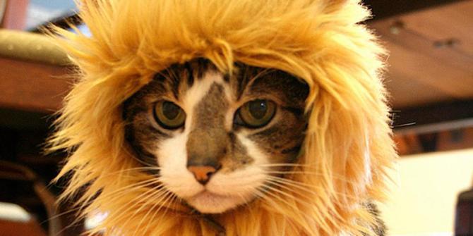 Topi singa ini bikin kucing makin menggemaskan | merdeka.com