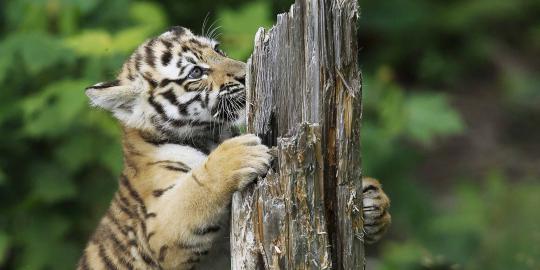5 Hari di pucuk pohon, pencari kayu lolos dari kepungan macan | merdeka.com