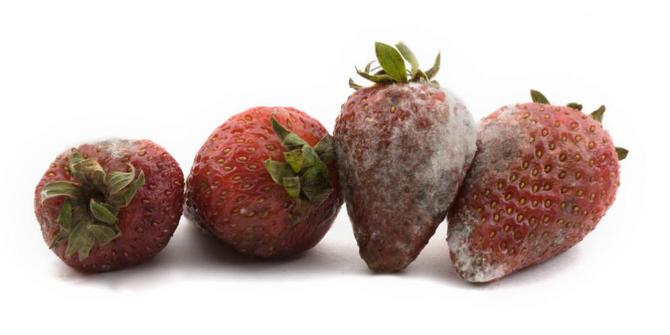 Makanan bau pasti sudah basi? Belum tentu! | merdeka.com