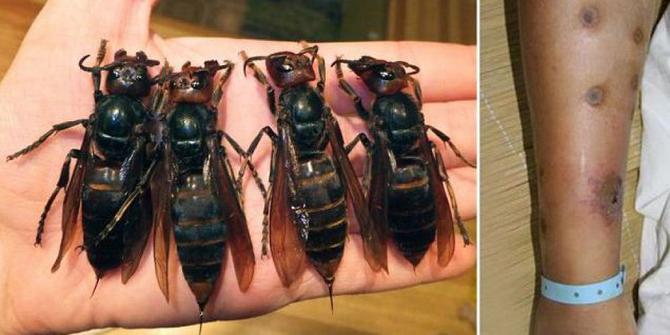 Serangan lebah di China tewaskan lebih dari 40 orang | merdeka.com