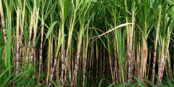 Tahun ini, 18.000 hektare lahan tebu hilang | merdeka.com