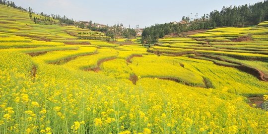 6 Padang bunga paling cantik di dunia | merdeka.com