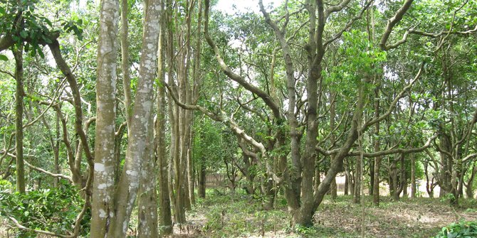 Ini keuntungan tanam pohon gaharu | merdeka.com