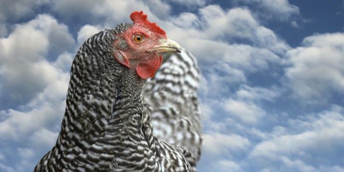 Ayam bisa bantu atasi ketulian? | merdeka.com