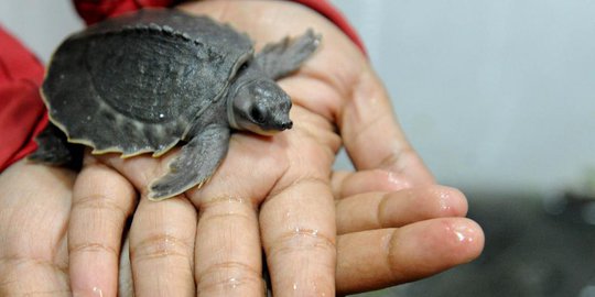 Hewan-hewan langka ini diburu untuk dijadikan obat | merdeka.com