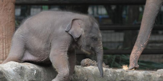 Kisah gajah mini asal Kalimantan yang punah Halaman 4 | merdeka.com