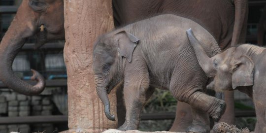 Kisah gajah mini asal Kalimantan yang punah | merdeka.com