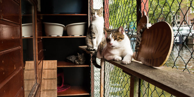 Berlayar bersama kucing-kucing lucu di Poezenboot, Belanda | merdeka.com