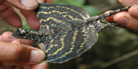 Hewan selain serangga dan burung yang juga dapat 'terbang' | merdeka.com