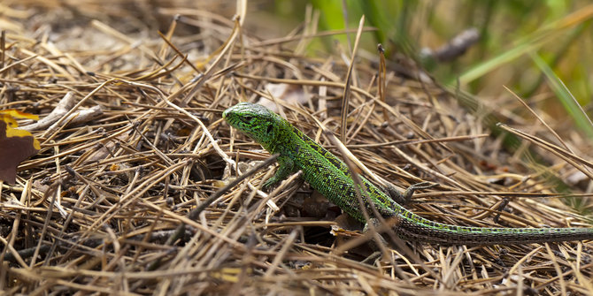 302 Gen kadal digunakan manusia untuk tumbuhkan lengan | merdeka.com