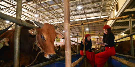 5 Pengakuan lucu SPG cantik jualan sapi | merdeka.com