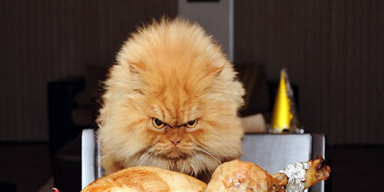 9 Kucing yang jadi selebritis di internet | merdeka.com