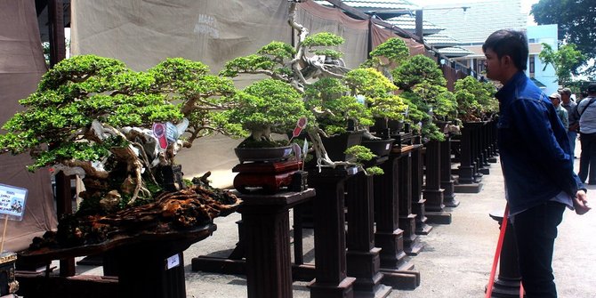 280 Tanaman meriahkan pameran bonsai tingkat nasional di Kediri ...