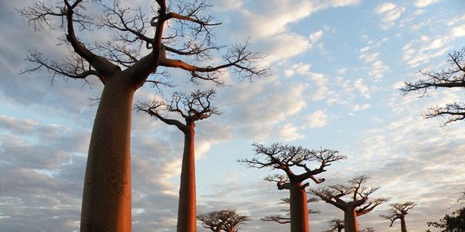 Begini kokohnya pohon Rp 750 juta yang dibeli Ahok | merdeka.com