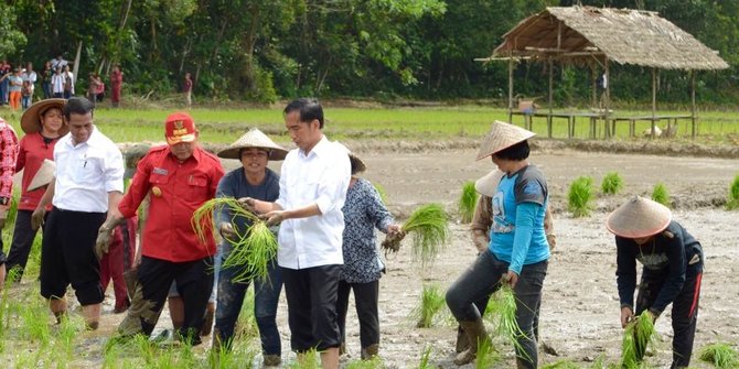 Batal panen bareng Jokowi, petani Sukoharjo panen sendiri | merdeka.com Batal panen bareng Jokowi, petani Sukoharjo panen sendiri | merdeka.com