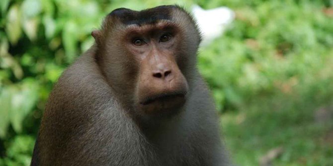 Beruk jadi maskot Pekan Olahraga Sumatera Selatan | merdeka.com