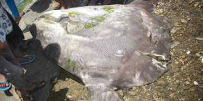 Penemuan ikan-ikan raksasa ini bikin gempar Indonesia | merdeka.com