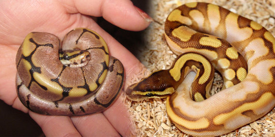 8 Fakta menarik tentang ular Python | merdeka.com