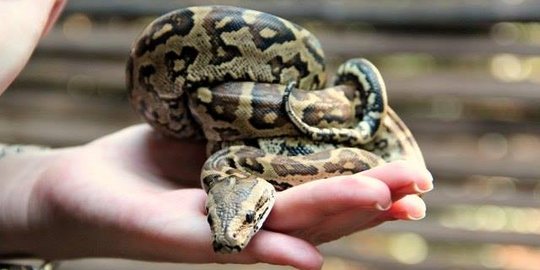 8 Fakta menarik tentang ular Python | merdeka.com