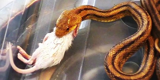 8 Fakta menarik tentang ular Python | merdeka.com