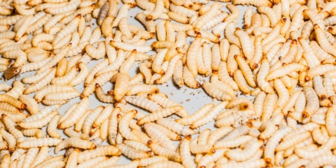 Ngeri, 5 orang ini tubuhnya 'dibajak' belatung! | merdeka.com