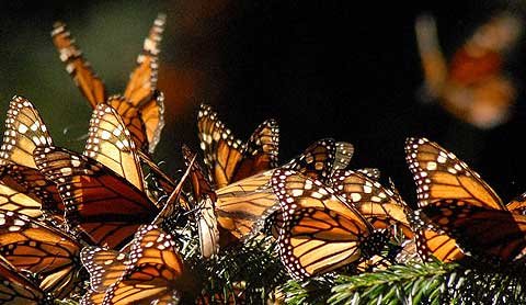 Michoacan, surga ribuan kupu-kupu di pegunungan Meksiko | merdeka.com