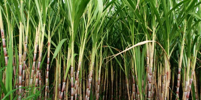 Produksi listrik dan bioetanol dari tebu, PTPN X benamkan Rp 1,125 T ...