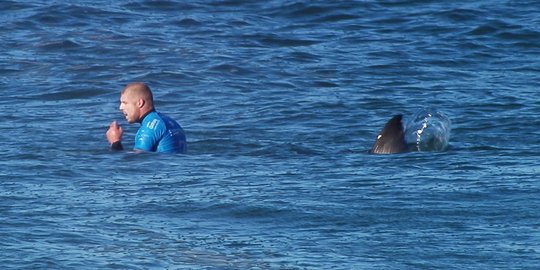 7 Fakta mengejutkan nan unik dari hiu yang jarang diketahui manusia ...