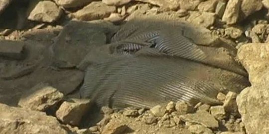 Tragis, lelaki India tewas diaspal hidup-hidup saat pingsan di jalan