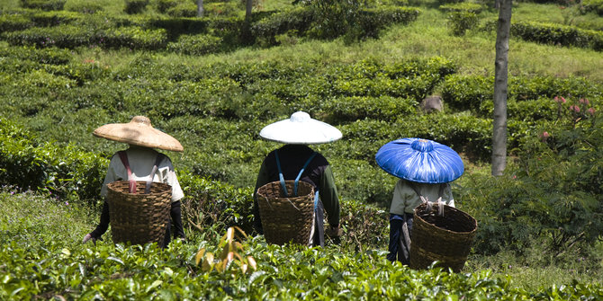 Yuk jalan-jalan ke kebun teh cantik di Bandung | merdeka.com