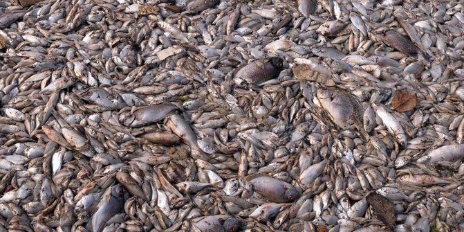 KKP: Ikan mati di Ancol karena berebut oksigen dengan fitoplankton ...