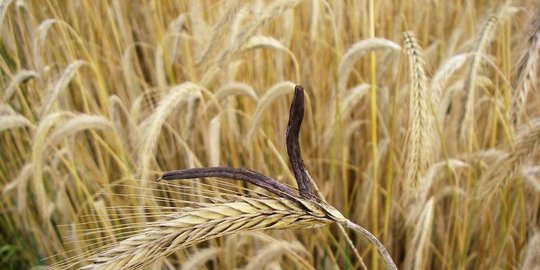 5 Racun mematikan yang diubah jadi obat mujarab Halaman 3 | merdeka.com