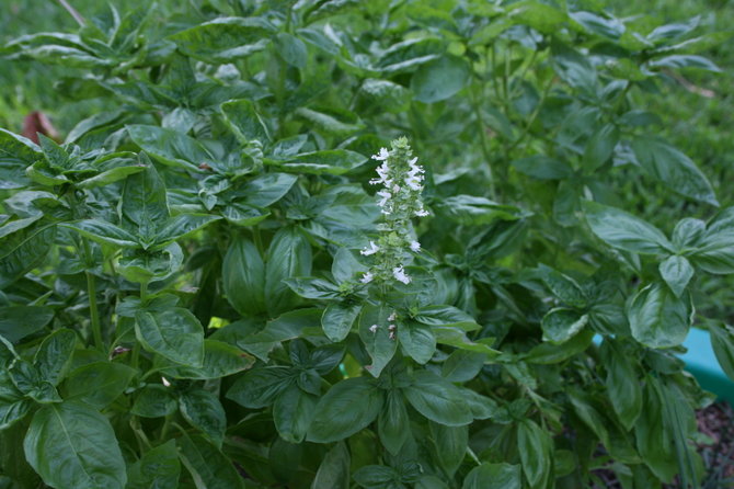 7 Bunga cantik ini bisa bikin masakanmu lebih lezat dan berwarna ...