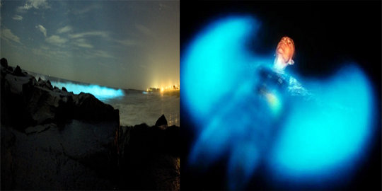 Flagellata, makhluk bersel satu yang bisa jadi sangat berbabahaya