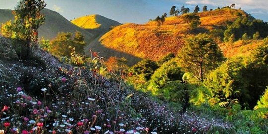 7 Taman bunga tercantik Indonesia, tak kalah dari Kekeunhof Belanda ...