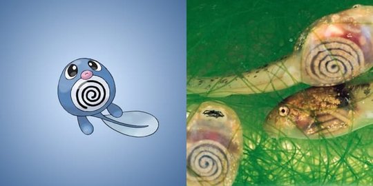 13 Pokemon ini ternyata benar-benar ada di dunia nyata! | merdeka.com